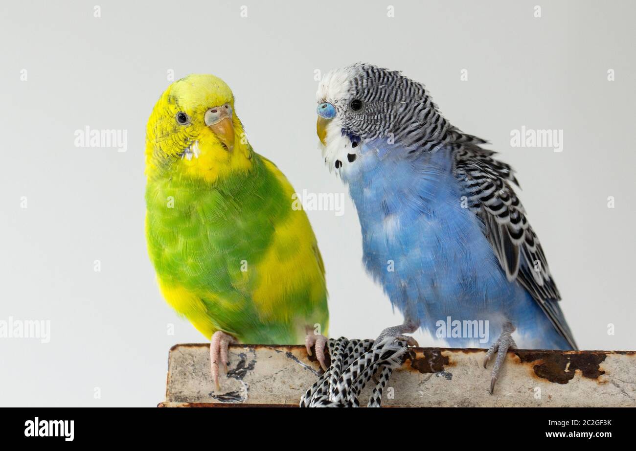 Wavy parrots hi-res stock photography and images - Alamy