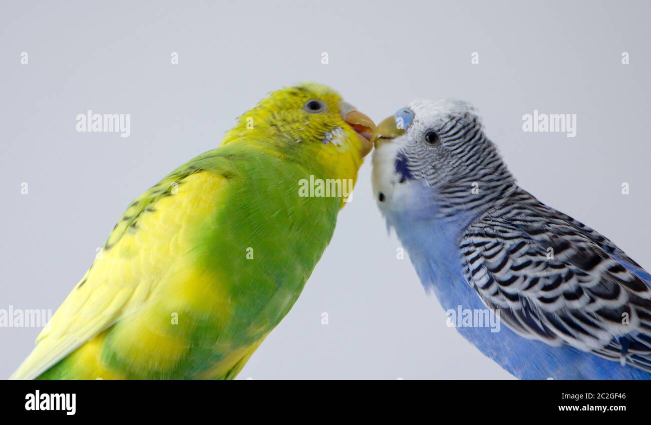 Kiss wavy parrots. Little birds touched each other's beaks Stock Photo ...