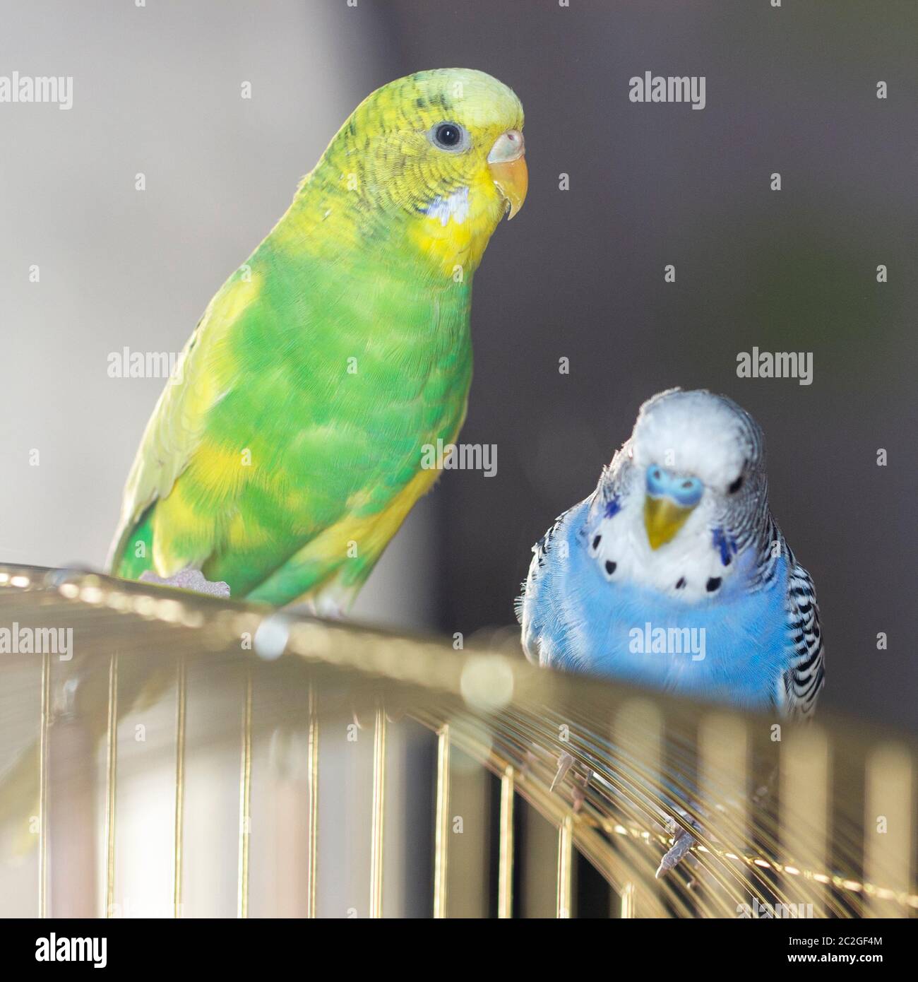 Wavy parrots hi-res stock photography and images - Alamy