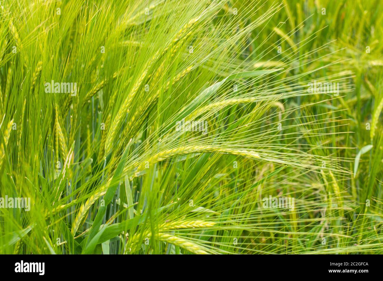 Two row barley hi-res stock photography and images - Alamy
