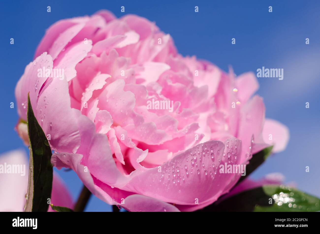 Pink peony close-up on a background of blue sky. Macro photo. Summer ...