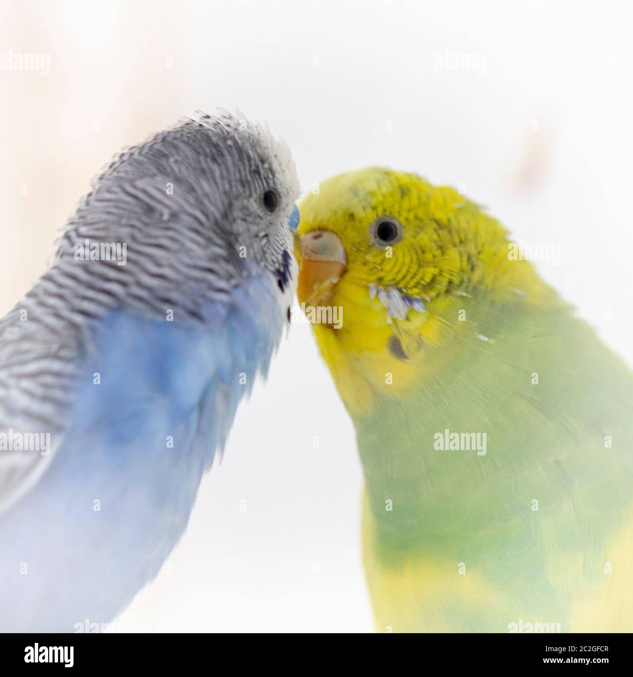 Wavy parrots hi-res stock photography and images - Alamy