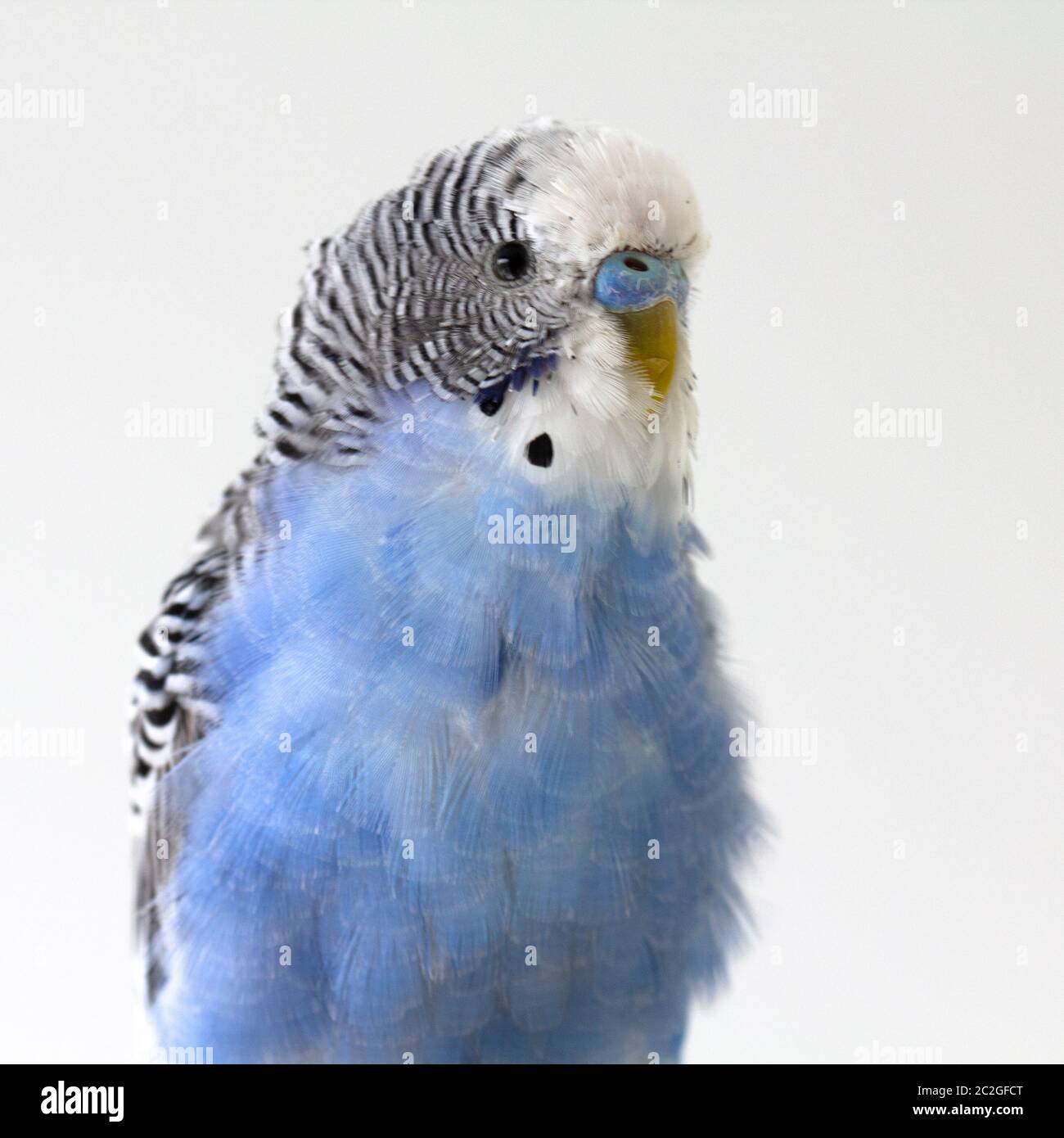 A blue wavy parrot sits on a cage Stock Photo - Alamy