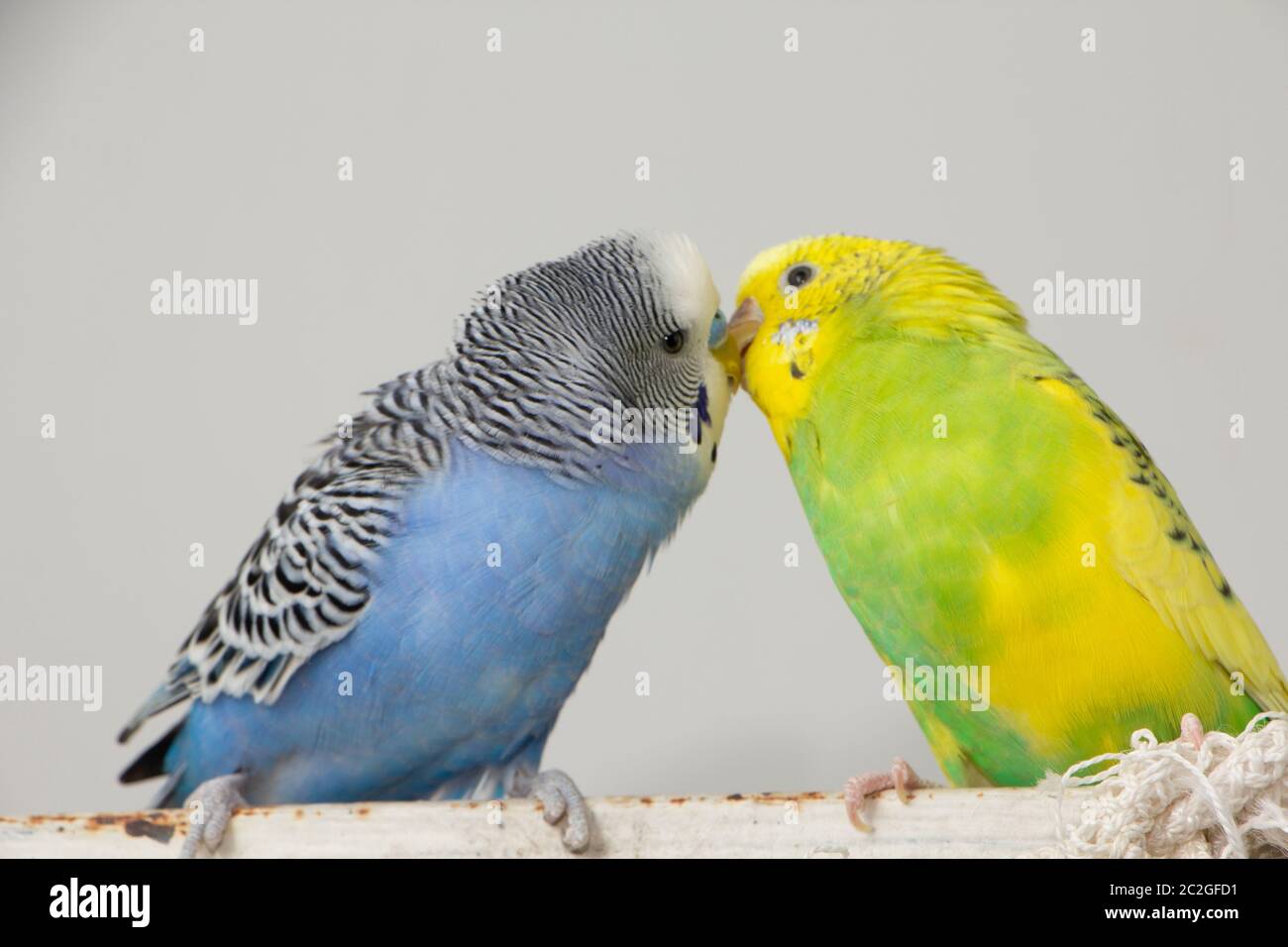 Kiss wavy parrots. Little birds touched each other's beaks Stock Photo ...