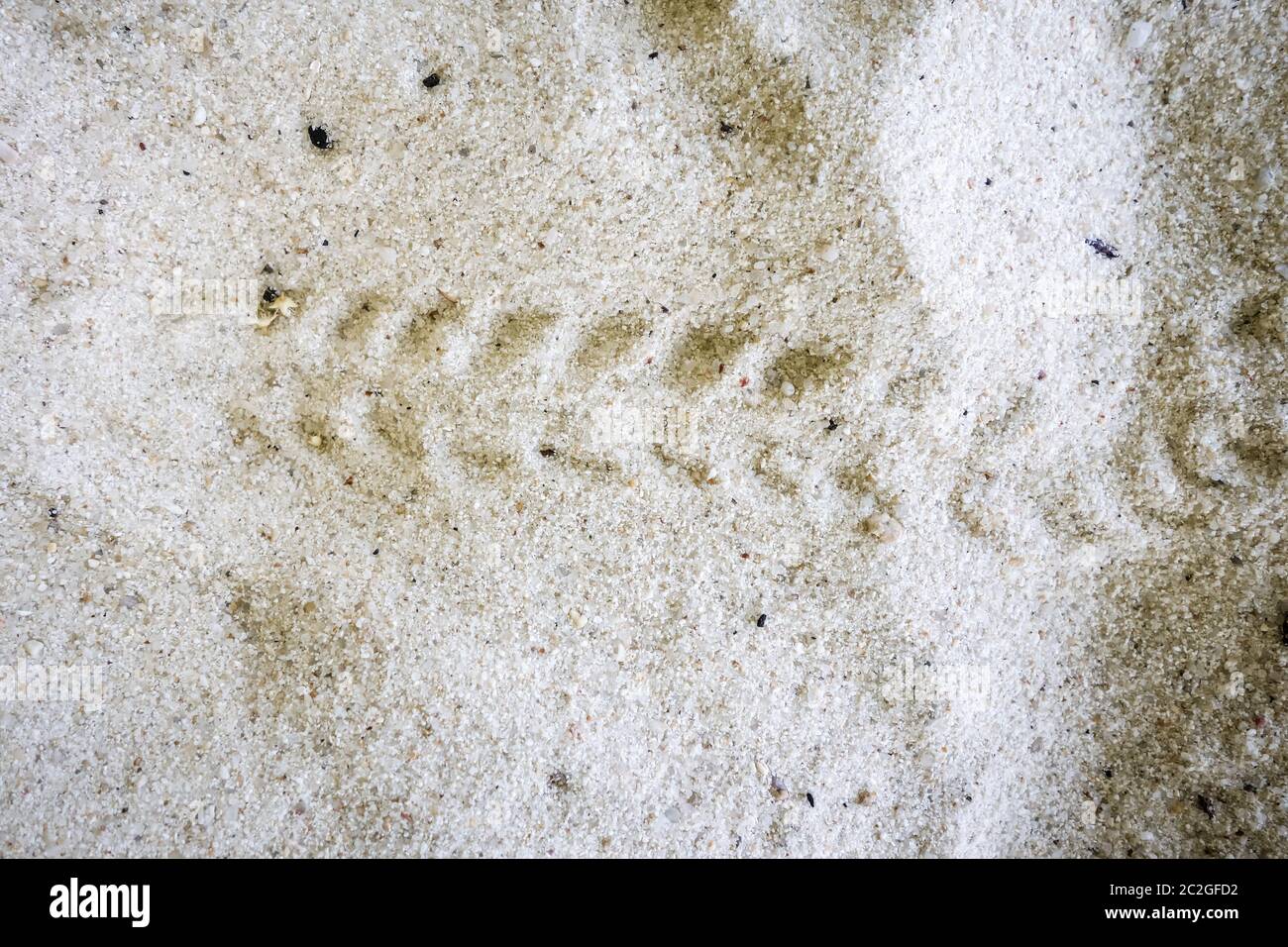 Turtle baby footprints on a tropical beach, Perhentian Islands ...