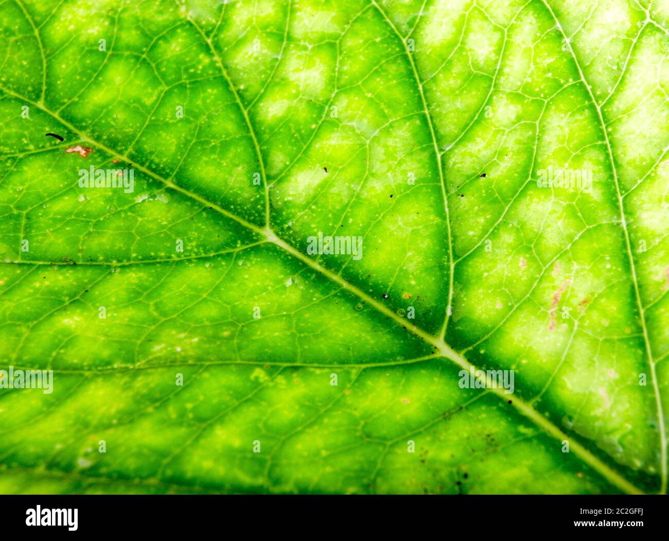 Green Leaf Background. Color image Stock Photo - Alamy