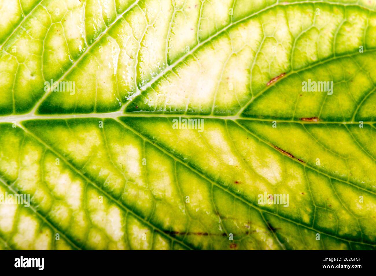Green Leaf Background. Color image Stock Photo - Alamy