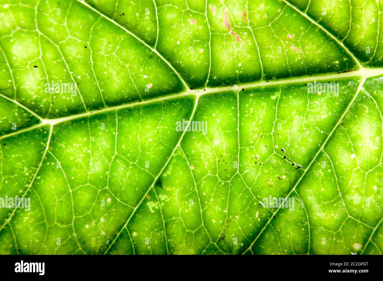 Green Leaf Background. Color image Stock Photo - Alamy