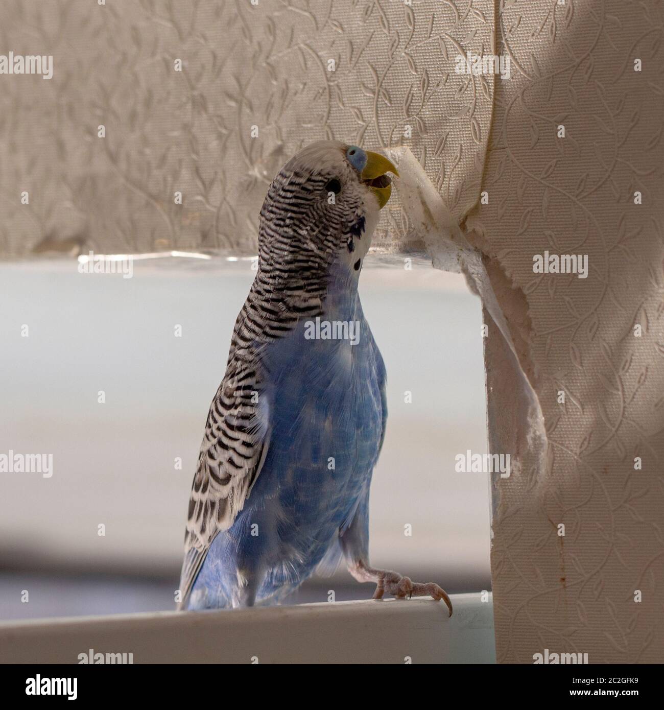Little blue wavy parrot, sitting on a branch, Gnaws tears scratches the ...