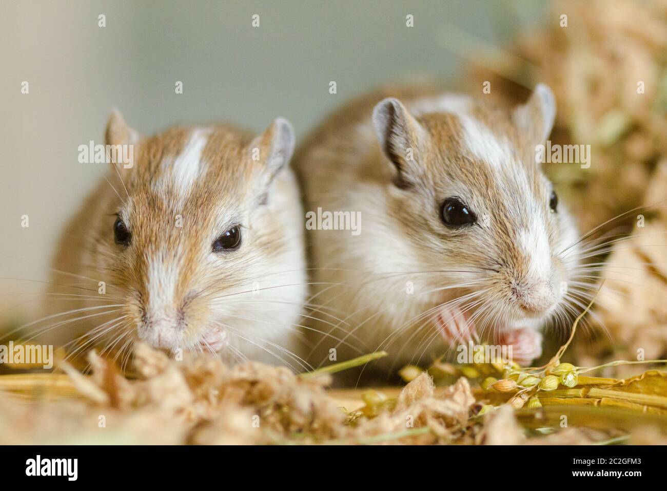 Mongolian gerbils (Meriones), pet Stock Photo - Alamy