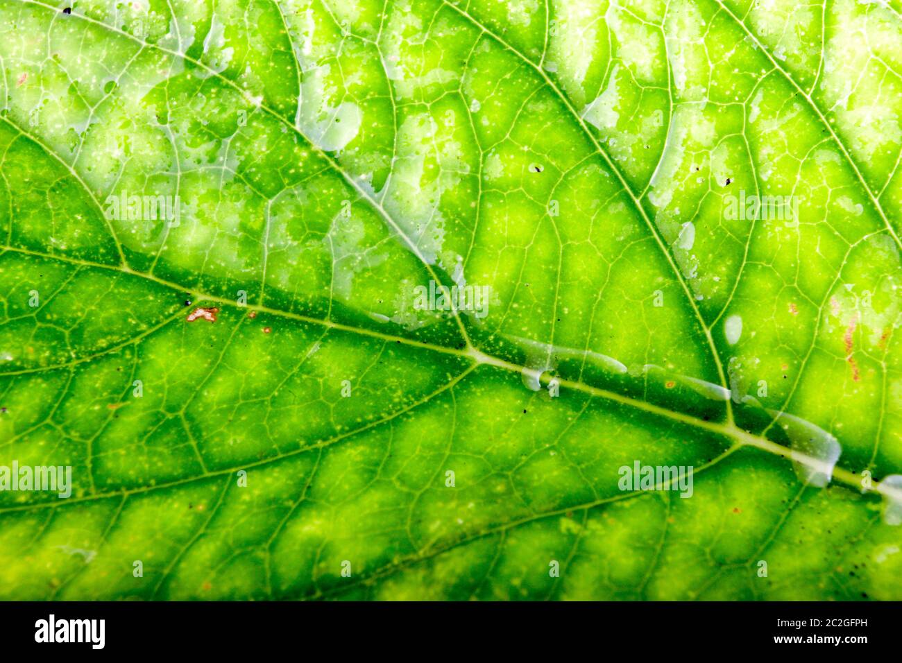 Green Leaf Background. Color image Stock Photo - Alamy