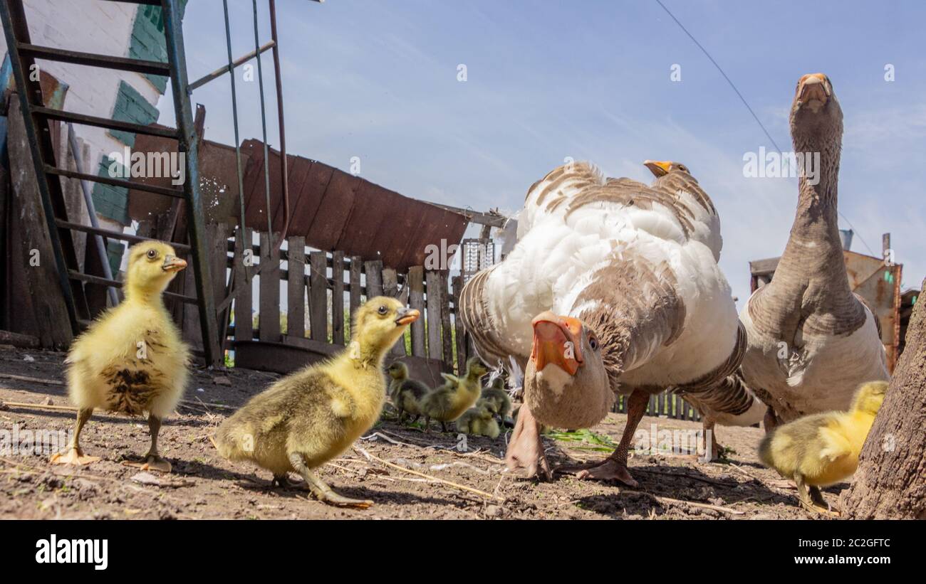 Aggressive home goose, next to small yellow goslings. Against the ...