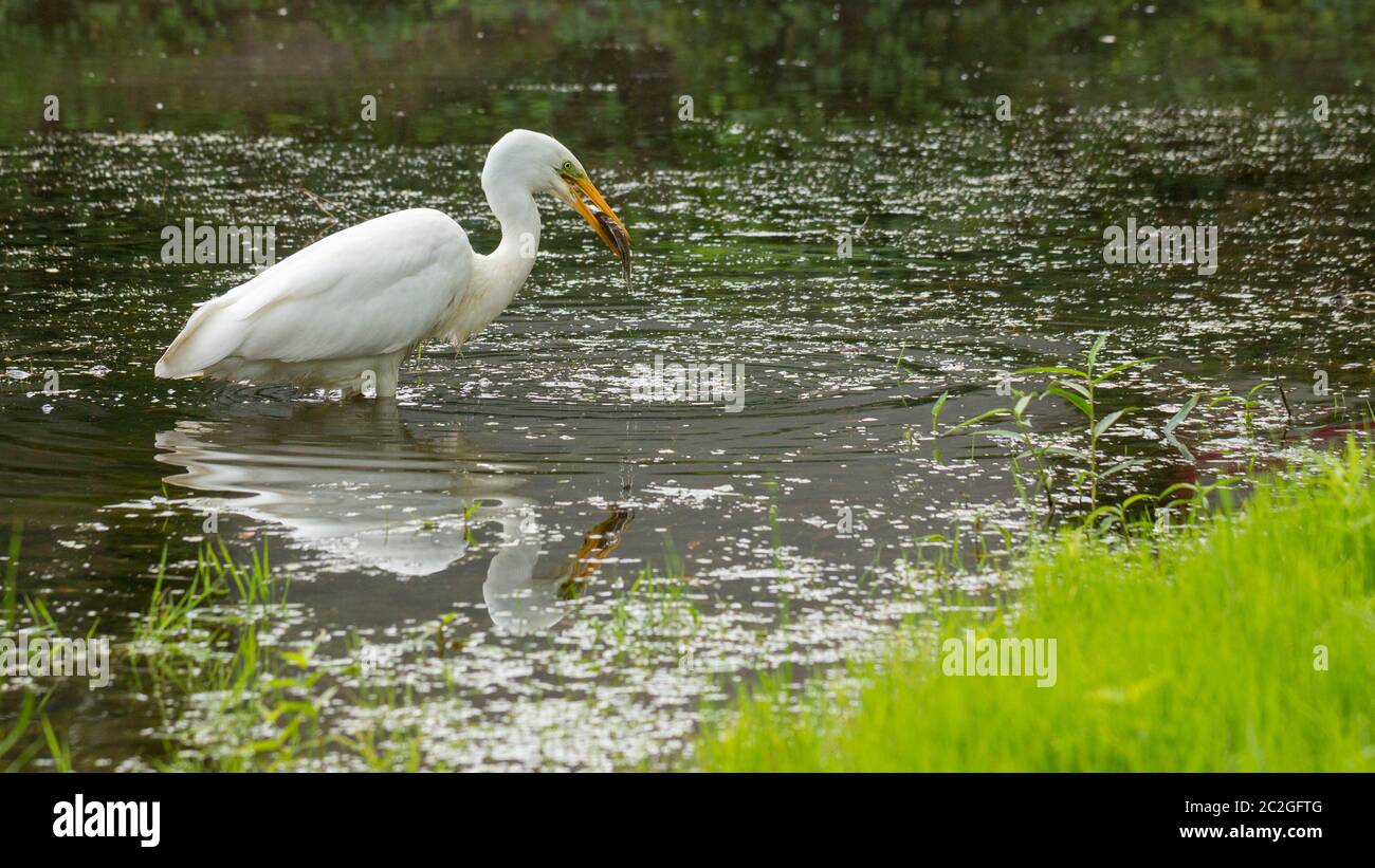 Great Egret Ardea alba Ardeidae family, has caught a fish. on a small ...