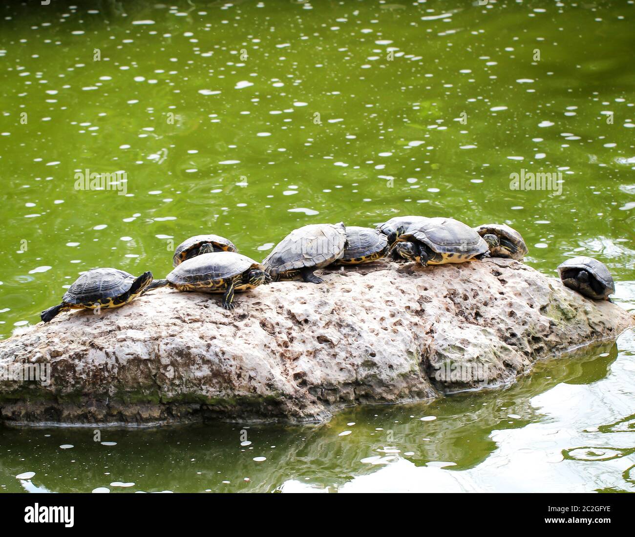 Green sea turtles on top hi-res stock photography and images - Alamy