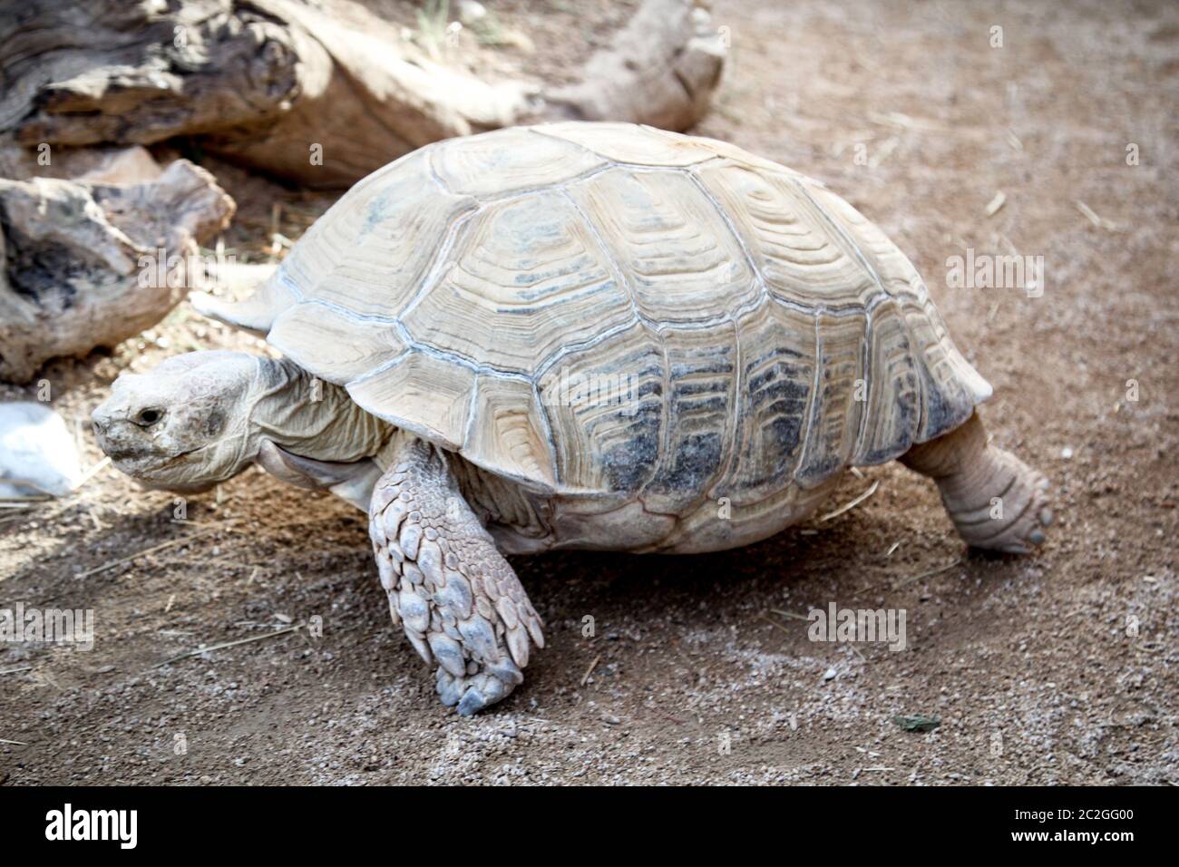 a huge old tortoise Stock Photo - Alamy