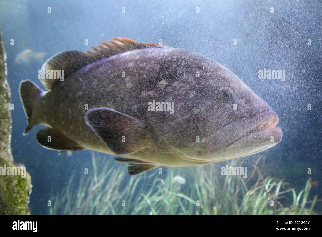 Big blue fish hi-res stock photography and images - Alamy