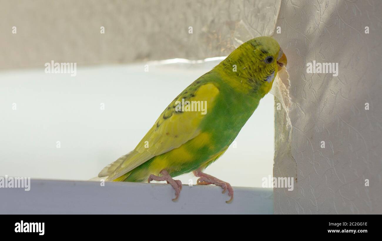 Little yellow green wavy parrot, sitting on a branch, Gnaws tears ...