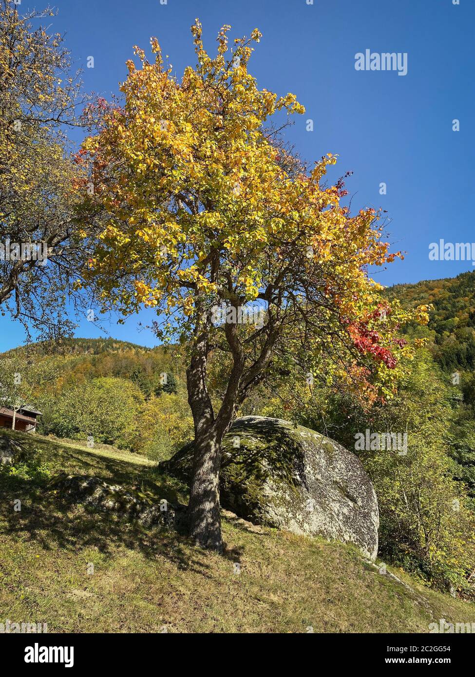 Tree In Autumn, colorful leaves of tree in october Stock Photo - Alamy