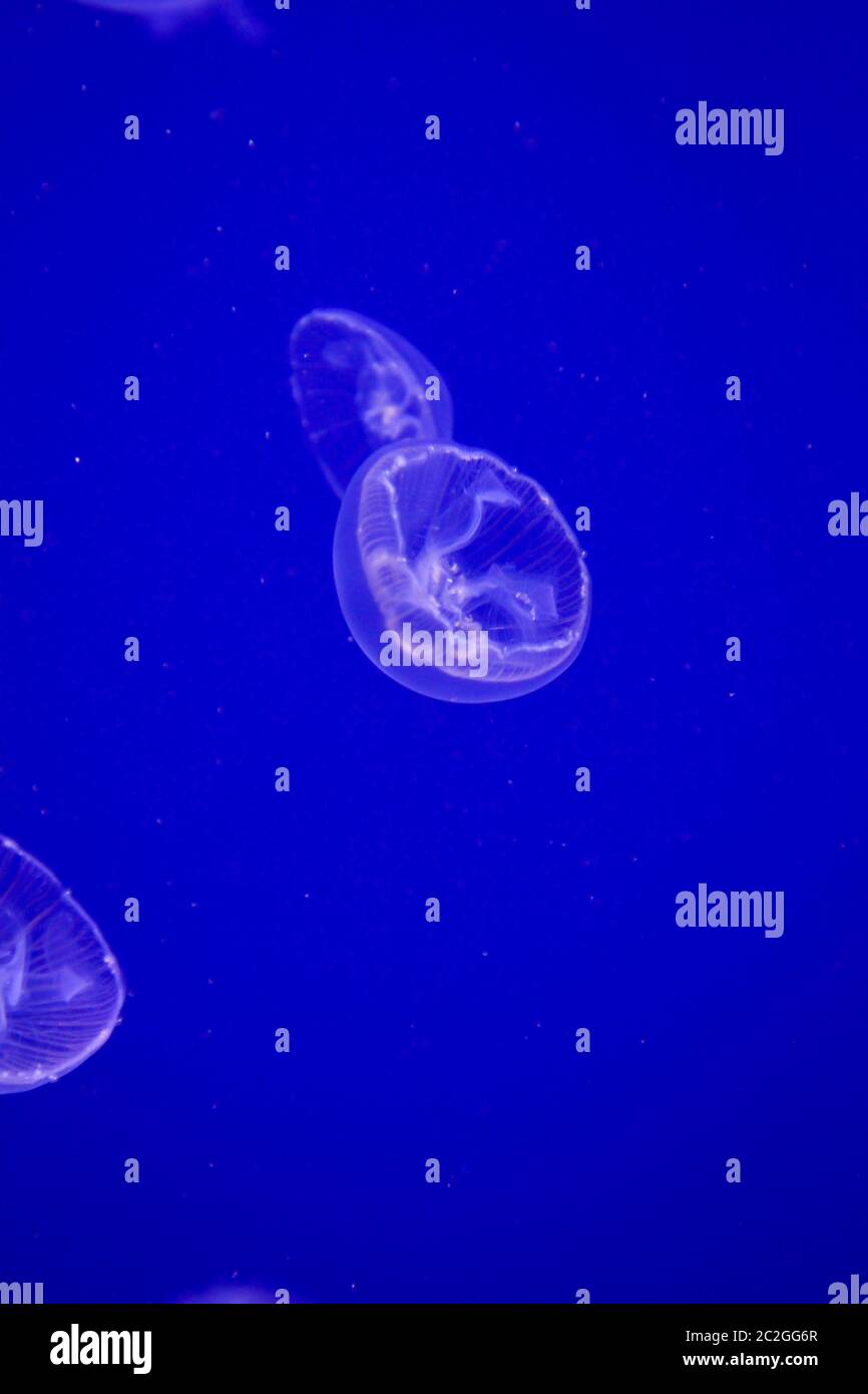 Deep sea fish dark hi-res stock photography and images - Alamy