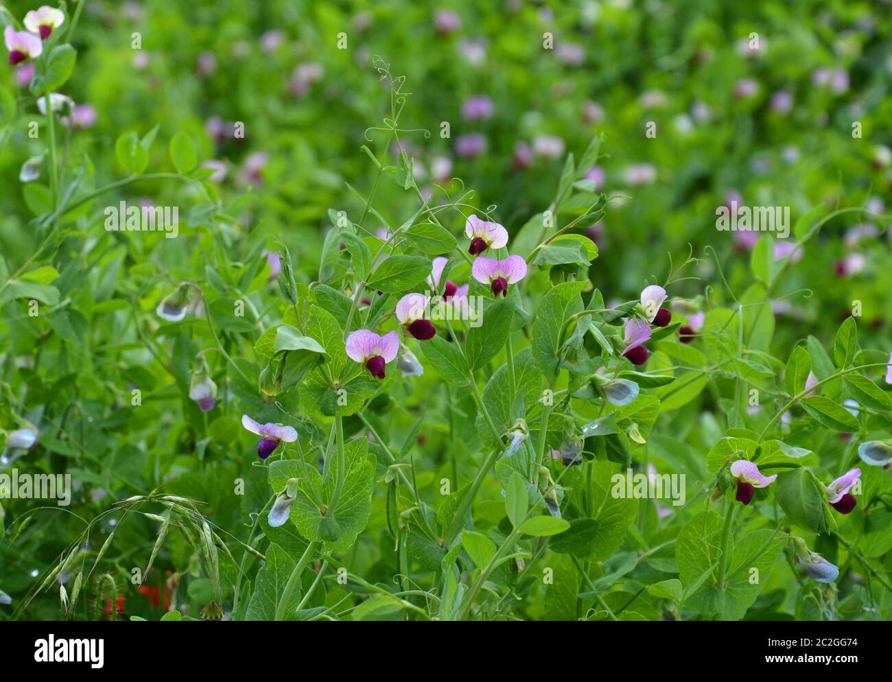 Pea plant in the field Stock Photo - Alamy