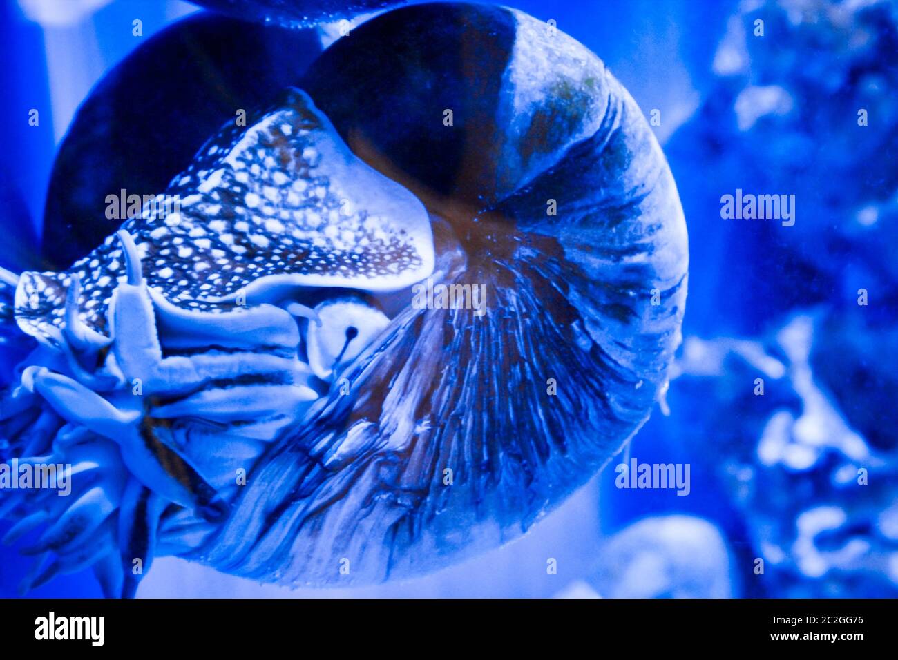 a pristine-looking fish Stock Photo - Alamy