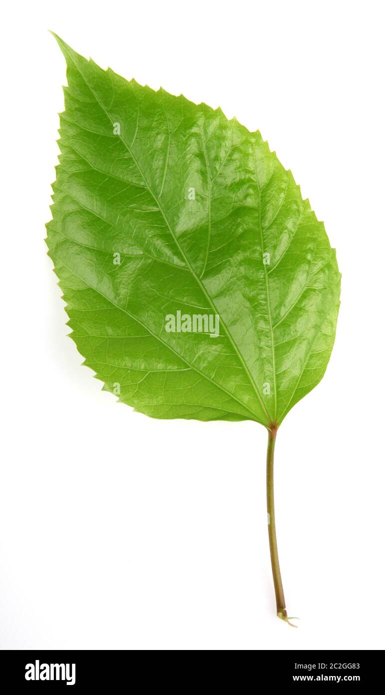 leaf isolated on white background Stock Photo - Alamy