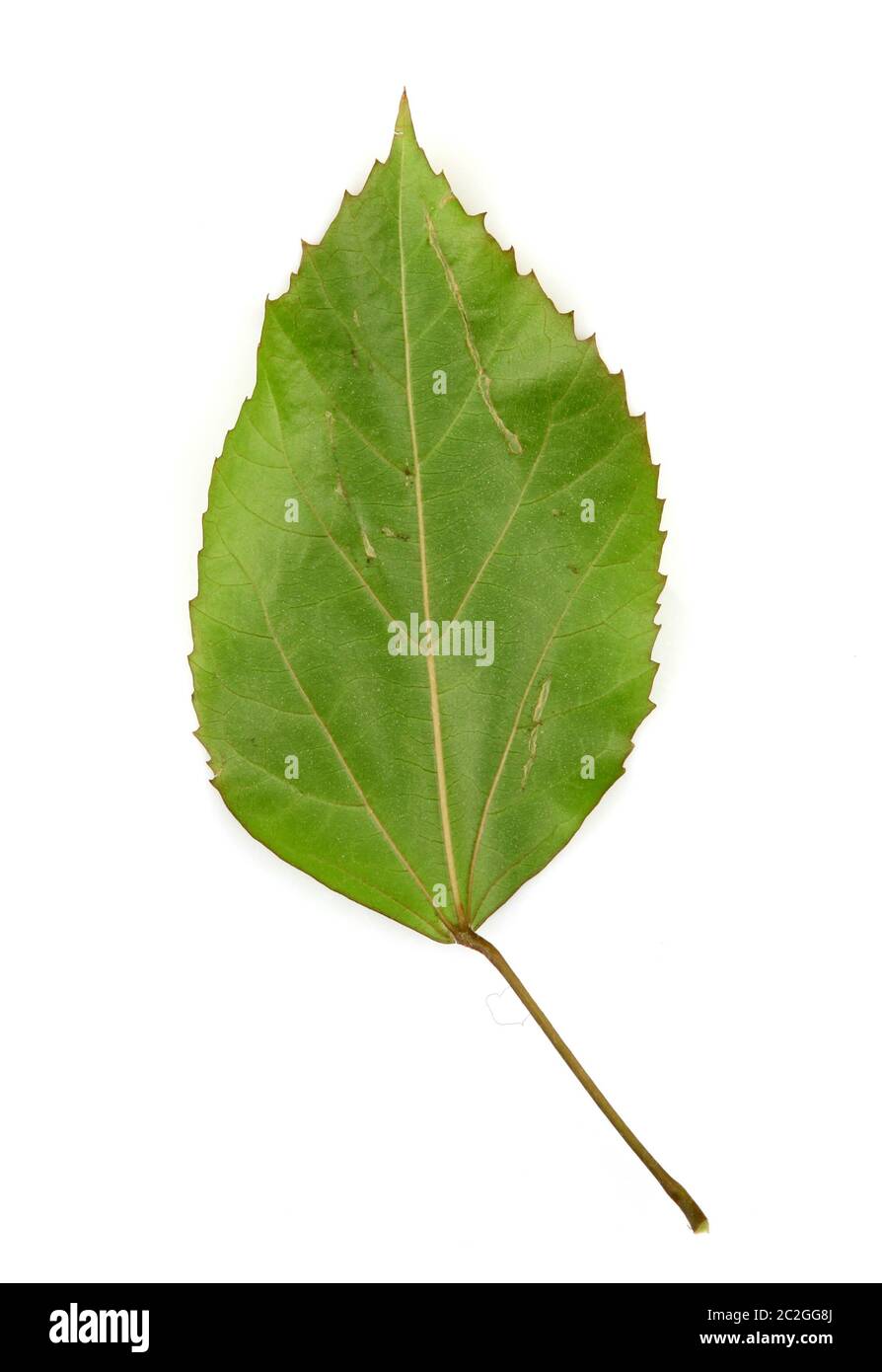 leaf isolated on white background Stock Photo - Alamy