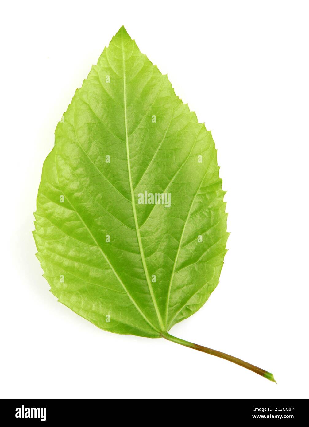 leaf isolated on white background Stock Photo - Alamy