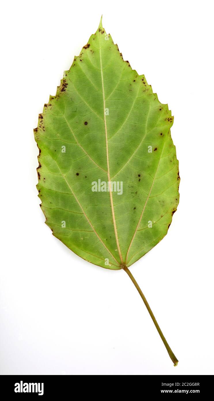 leaf isolated on white background Stock Photo - Alamy