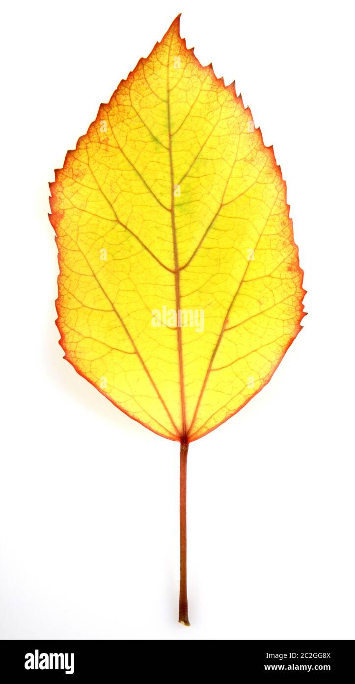leaf isolated on white background Stock Photo - Alamy