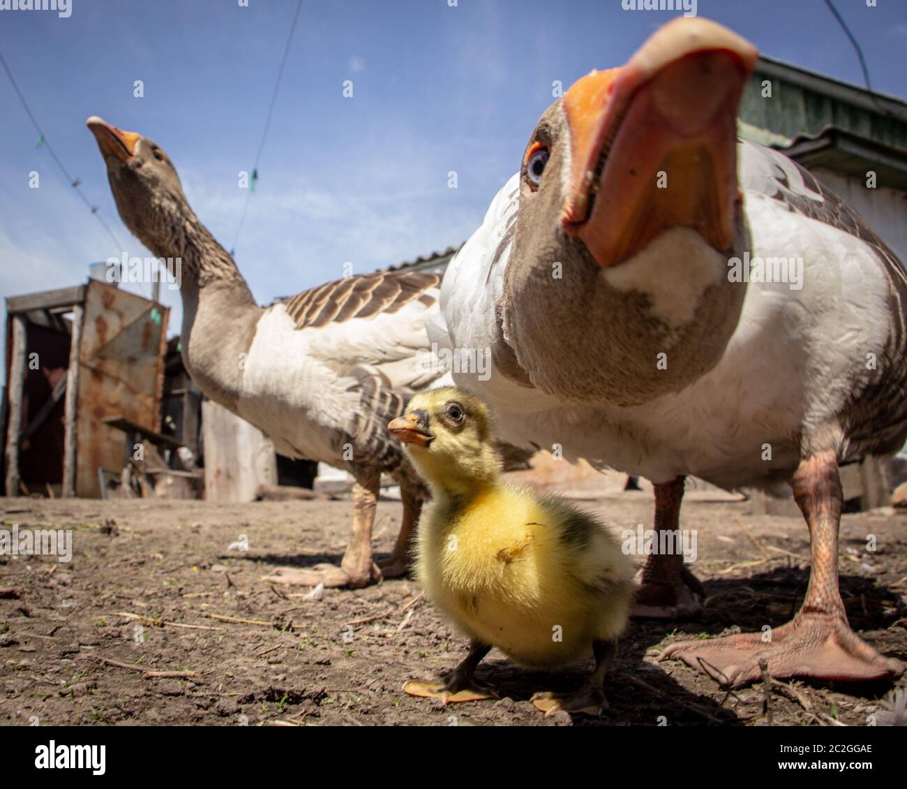Aggressive home goose, next to small yellow goslings. Against the ...
