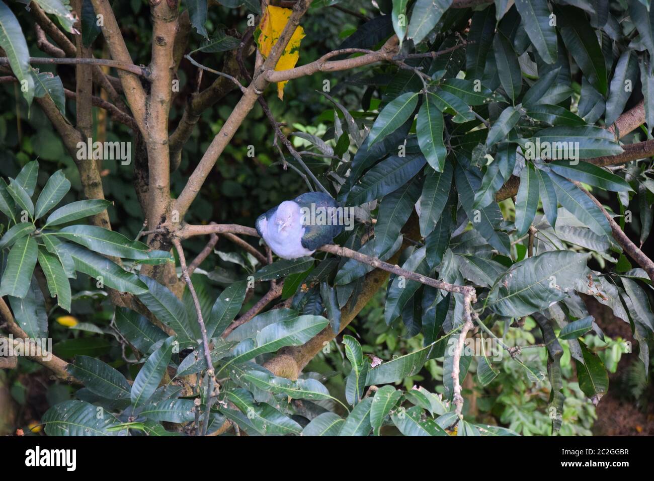 Edward Youde Aviary in the Hong Kong Park on Hong Kong Island Stock ...