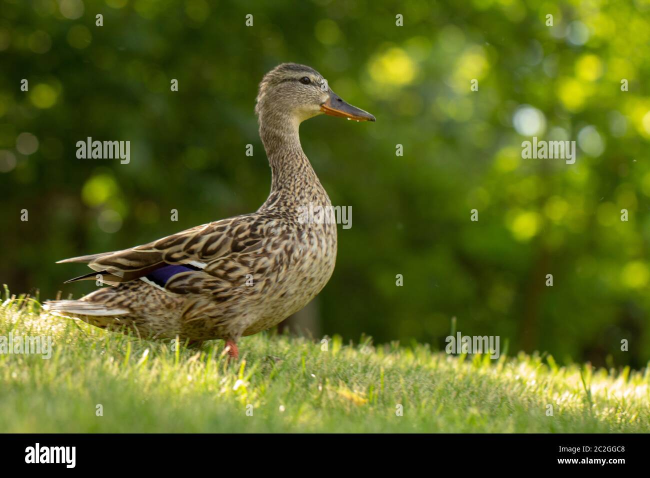 Wild duck, female walks on the green grass Stock Photo - Alamy