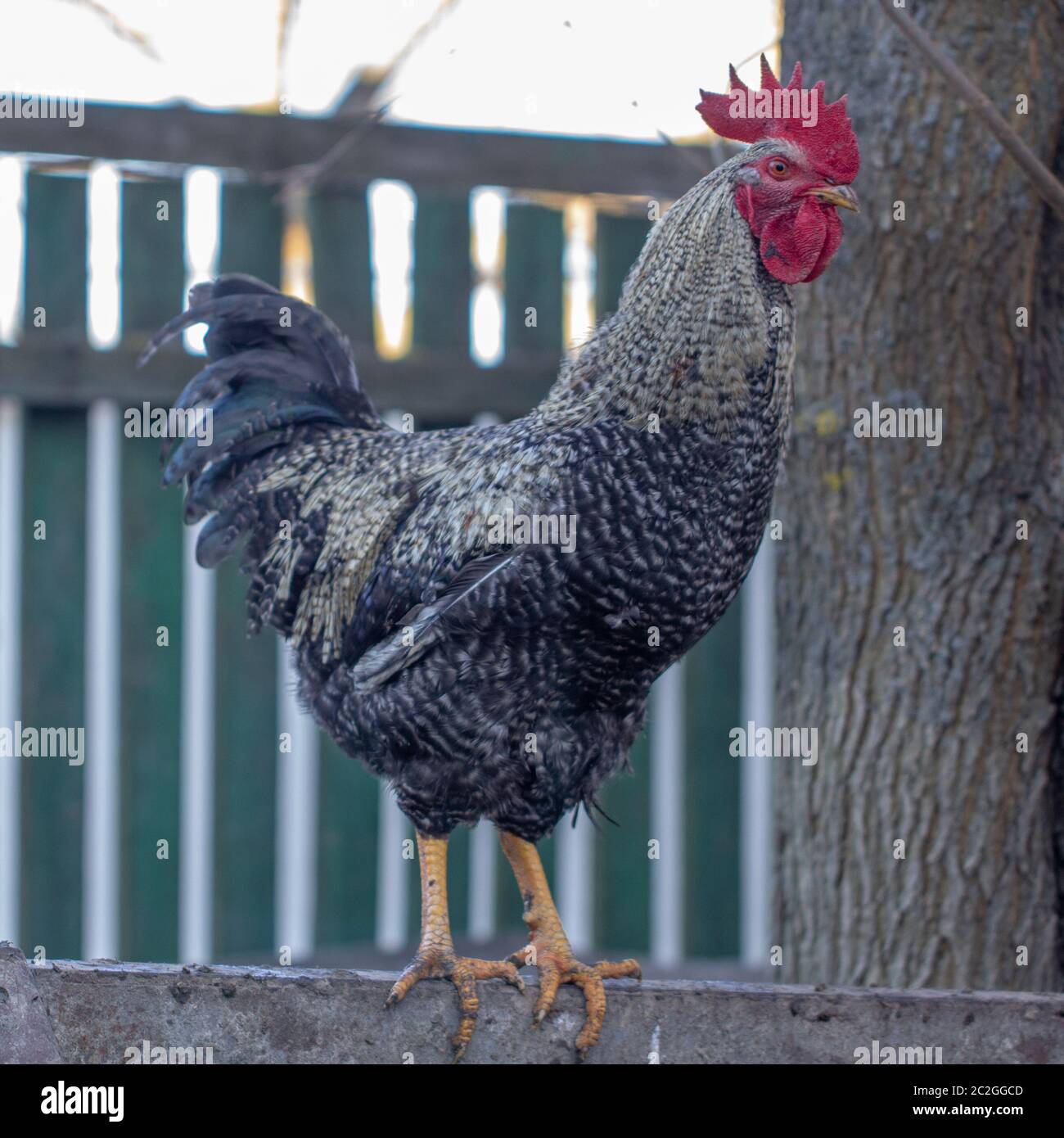 Rooster, in the pen chicken's head close-up Stock Photo - Alamy