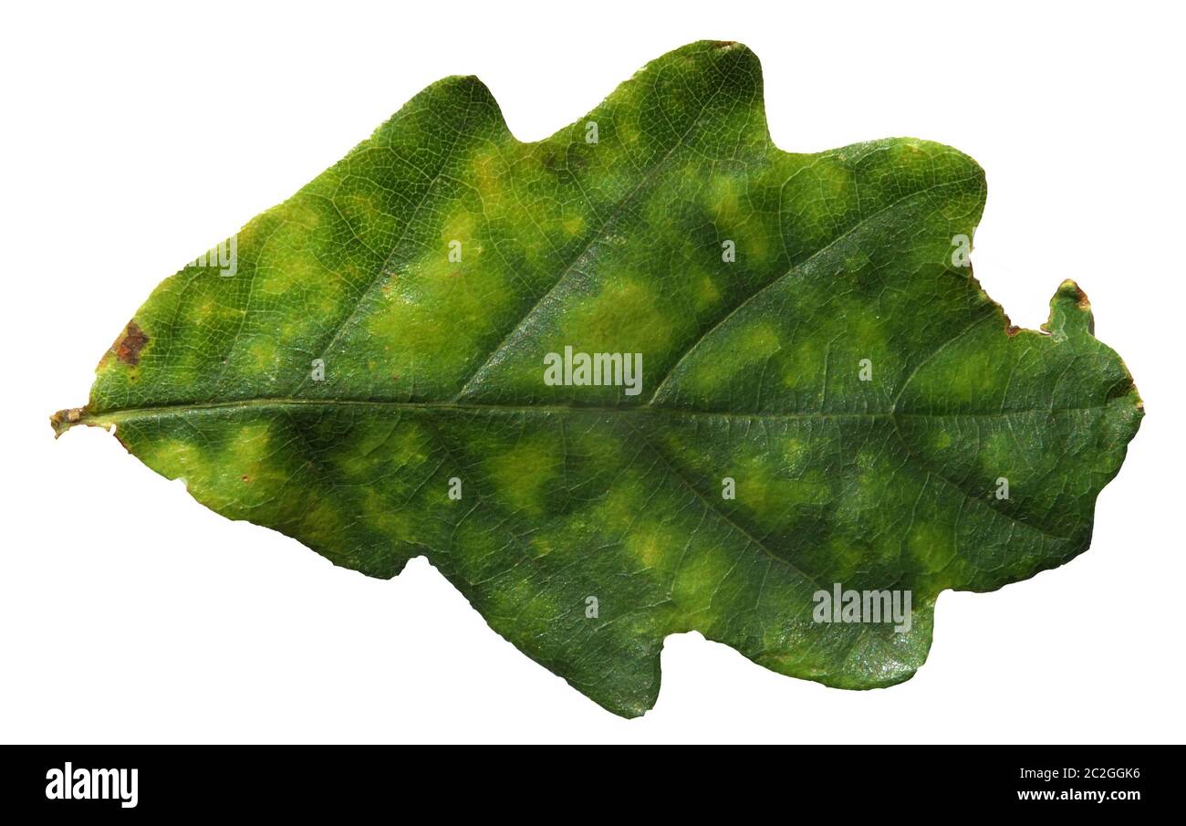 a close up of a single oak leaf beginning to turn from green to yellow ...