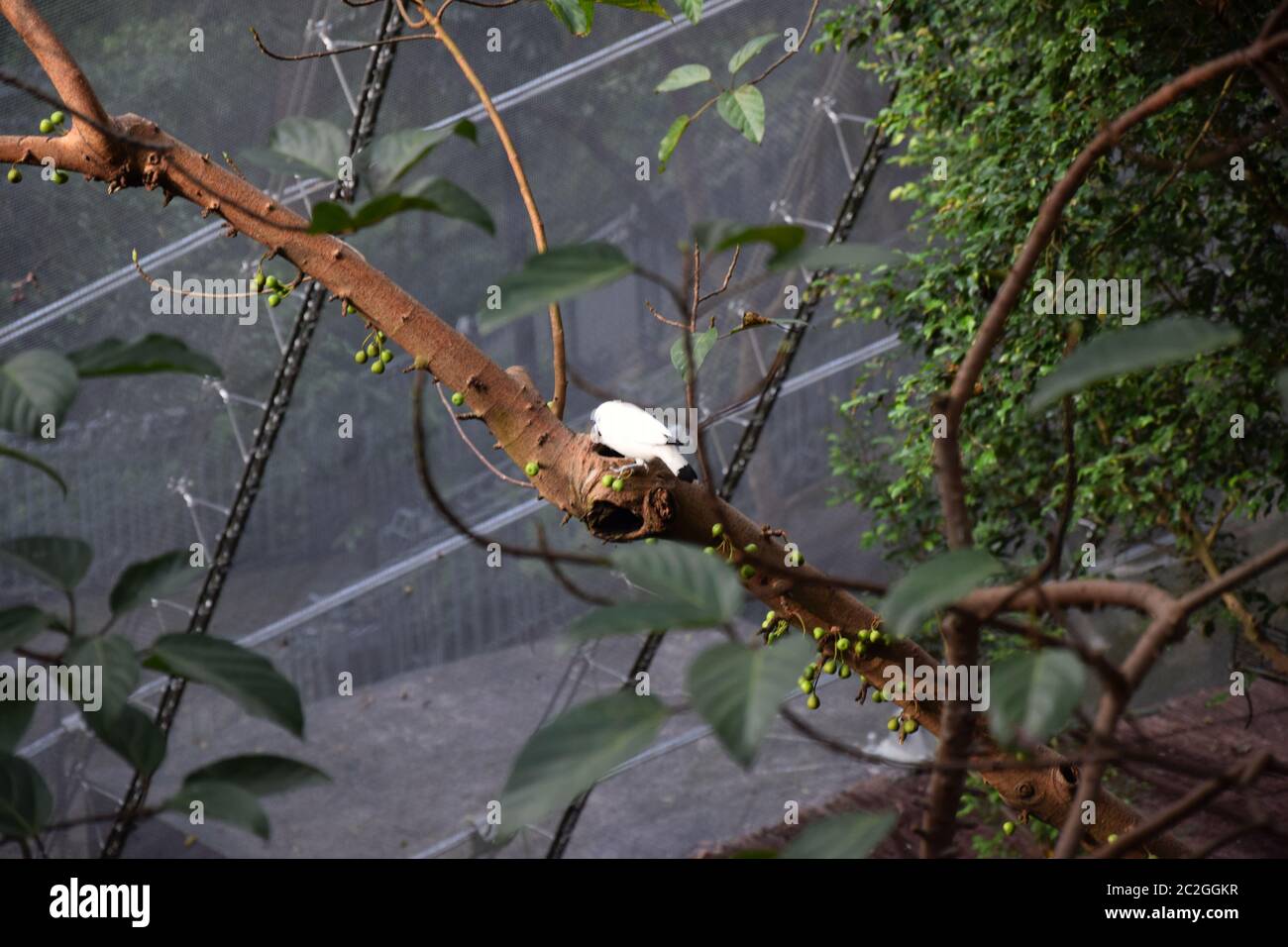 Edward Youde Aviary in the Hong Kong Park on Hong Kong Island Stock ...