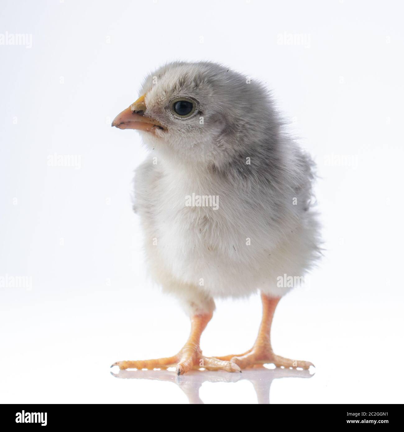 Small white little chicken on white background Stock Photo - Alamy