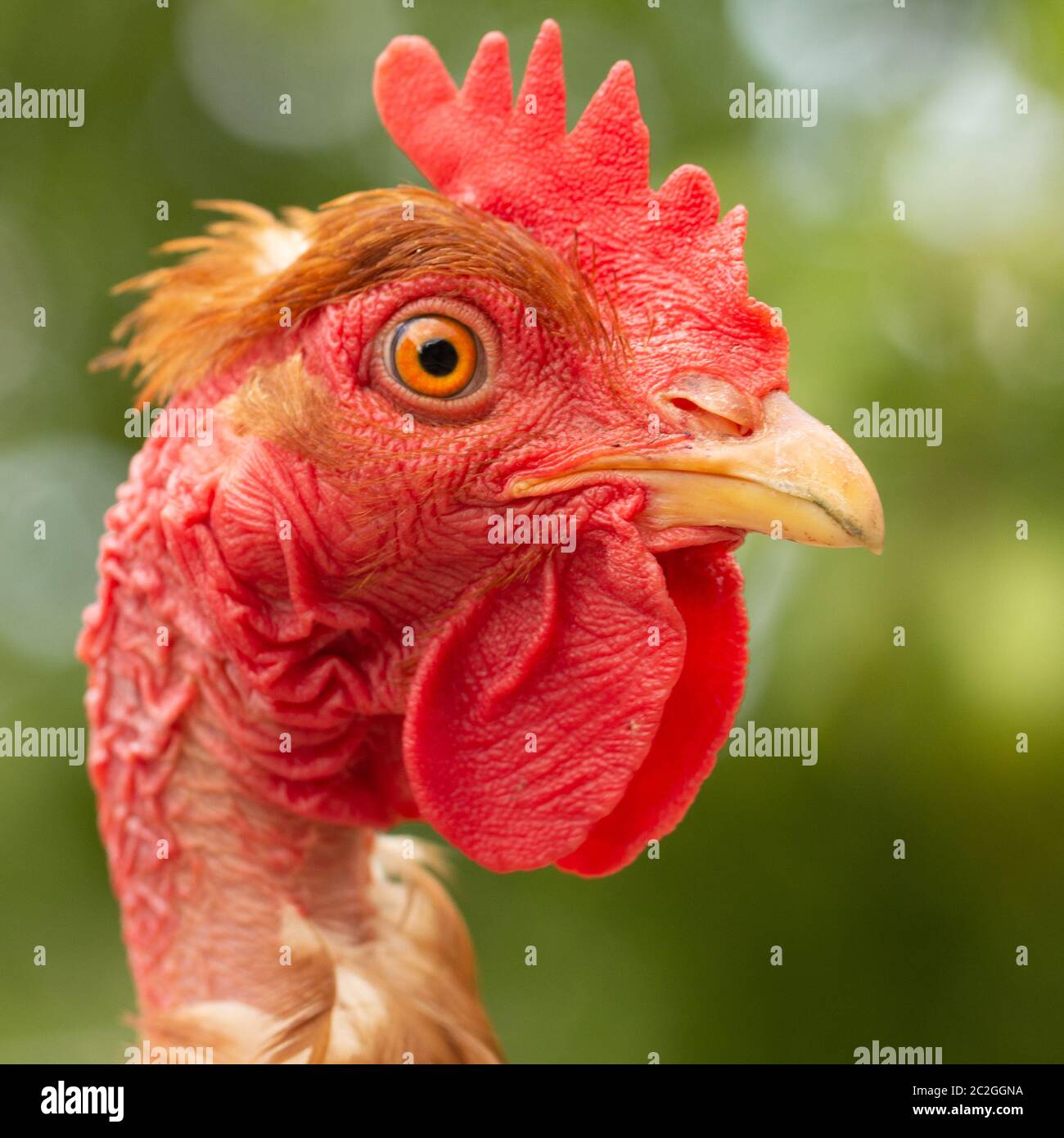 Rooster, in the pen chicken's head close-up Stock Photo - Alamy