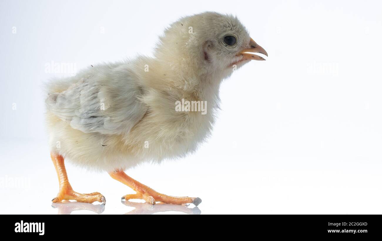 Closeup shot cute hen hi-res stock photography and images - Alamy