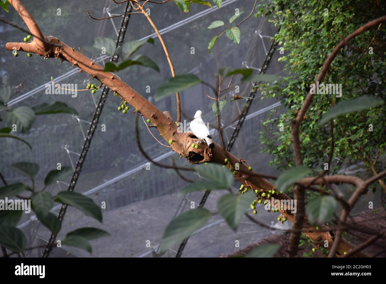 Edward youde aviary hi-res stock photography and images - Alamy
