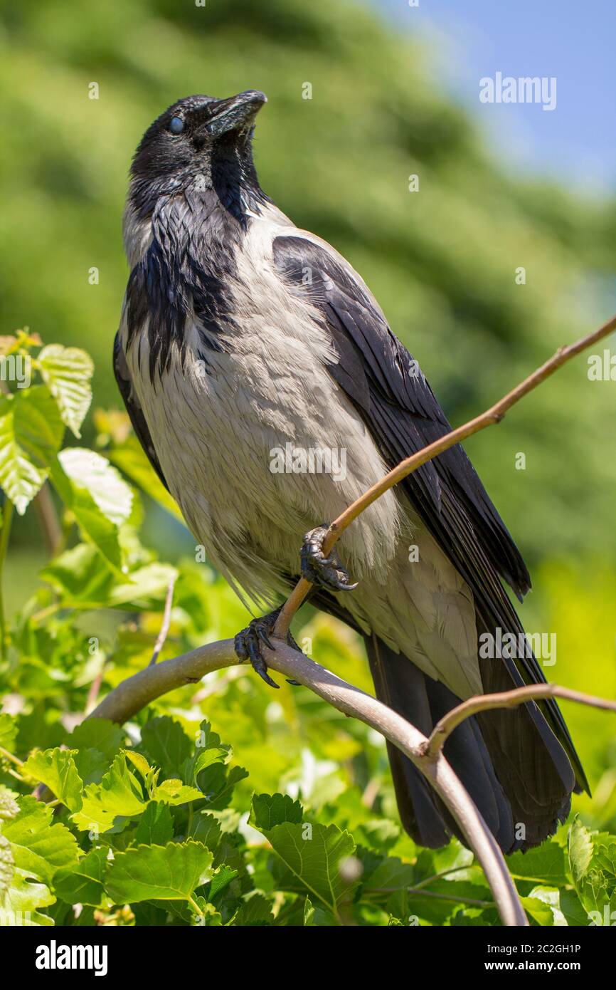 A eurasian magpie, sitting on a thin branch, also known as common ...
