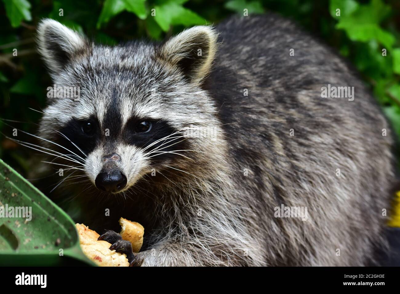 R is for raccoon hi-res stock photography and images - Alamy