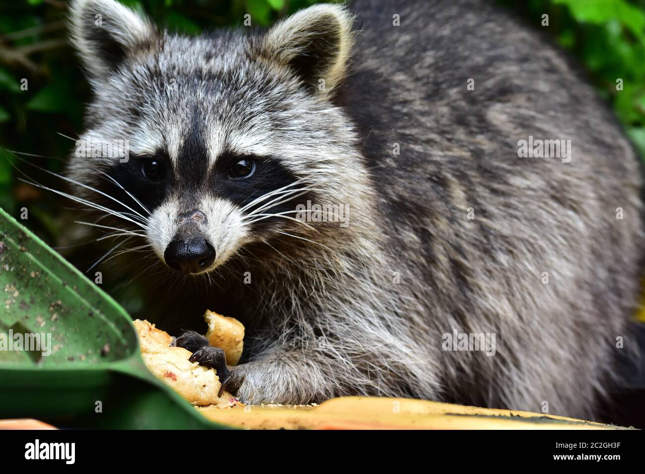 R is for raccoon hi-res stock photography and images - Alamy