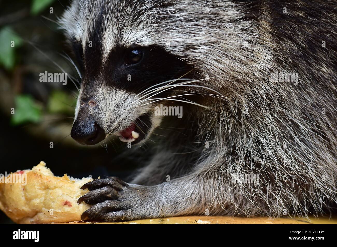R is for raccoon hi-res stock photography and images - Alamy