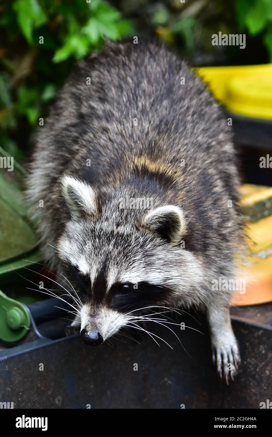 R is for raccoon hi-res stock photography and images - Alamy