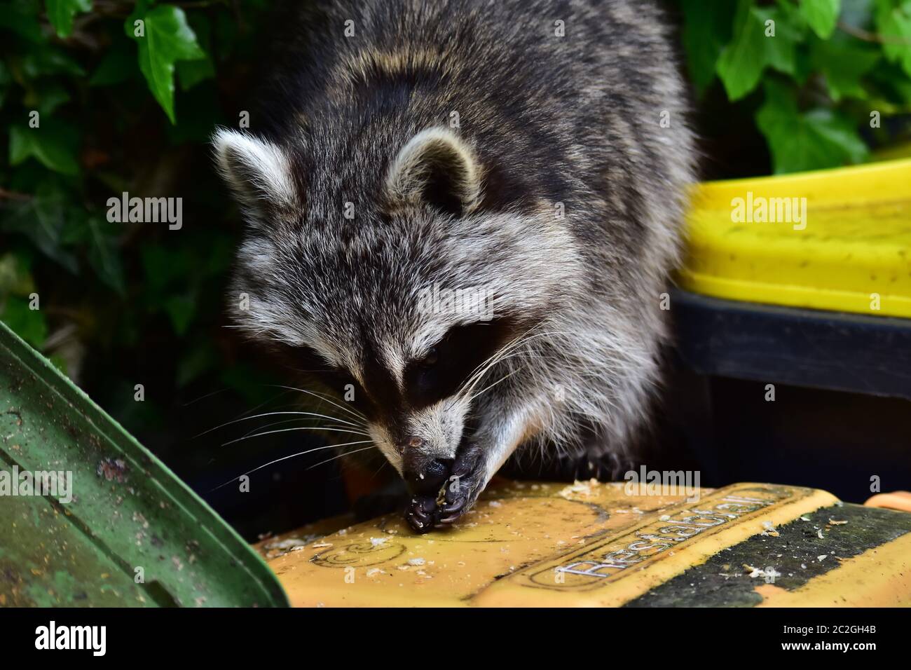 R is for raccoon hi-res stock photography and images - Alamy