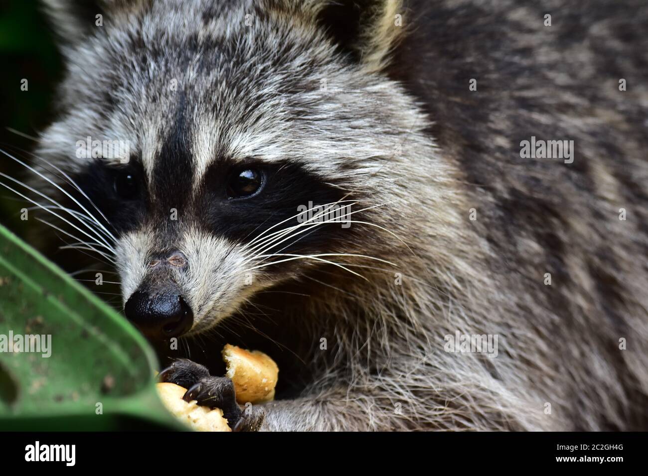 R is for raccoon hi-res stock photography and images - Alamy