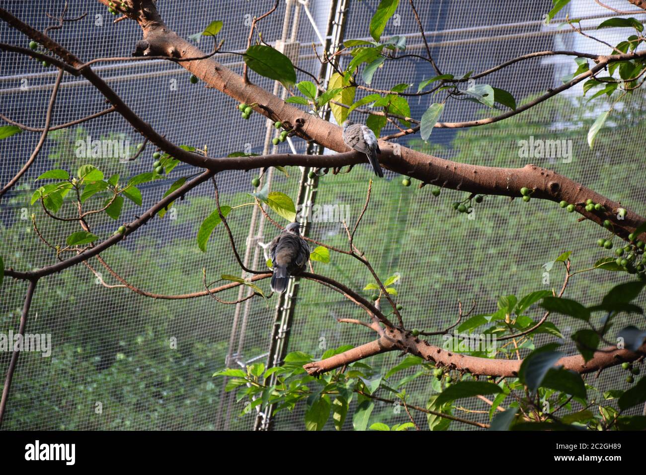 Edward youde aviary hi-res stock photography and images - Alamy