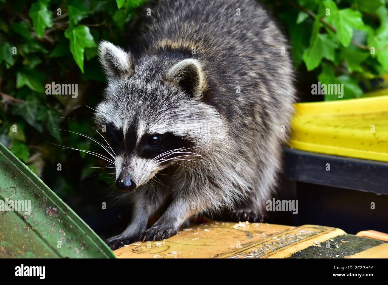R is for raccoon hi-res stock photography and images - Alamy
