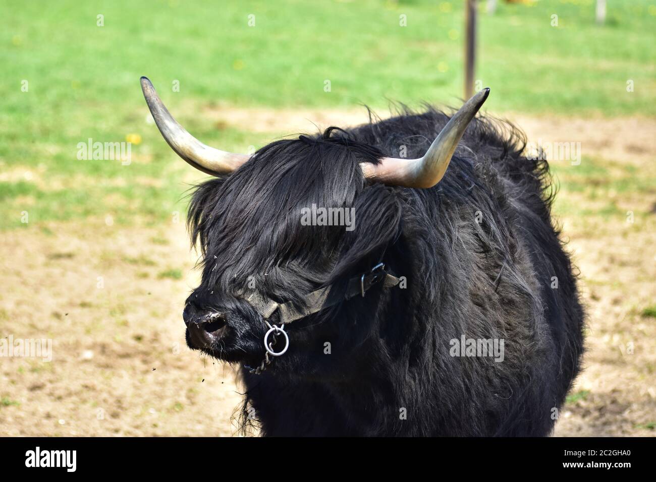Cattle and cows outside Stock Photo - Alamy